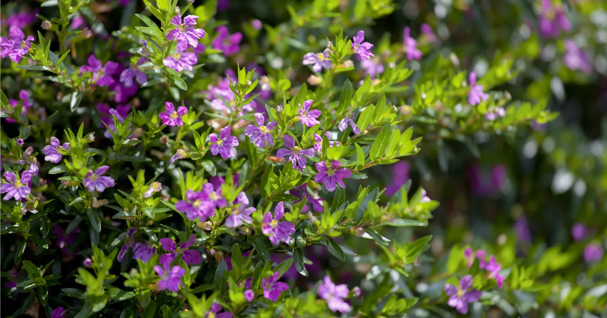 Cuphea hyssopifolia