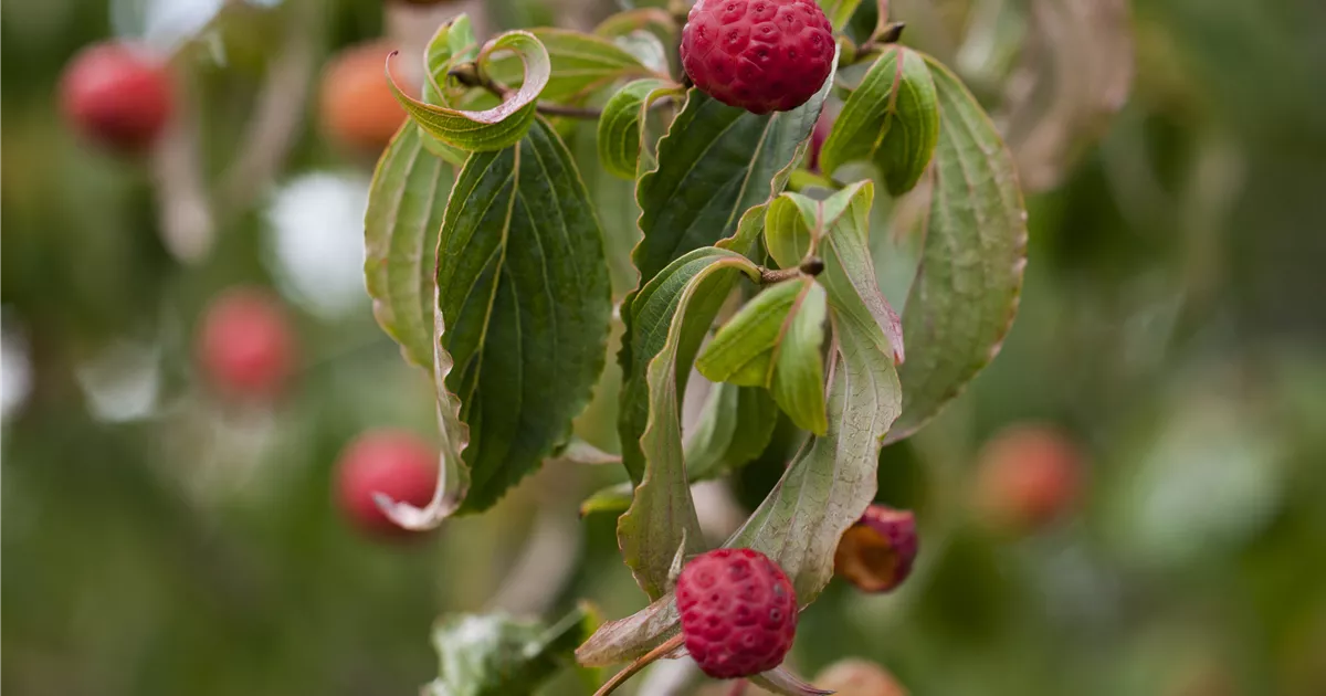 Cornus kousa 'Bonfire'