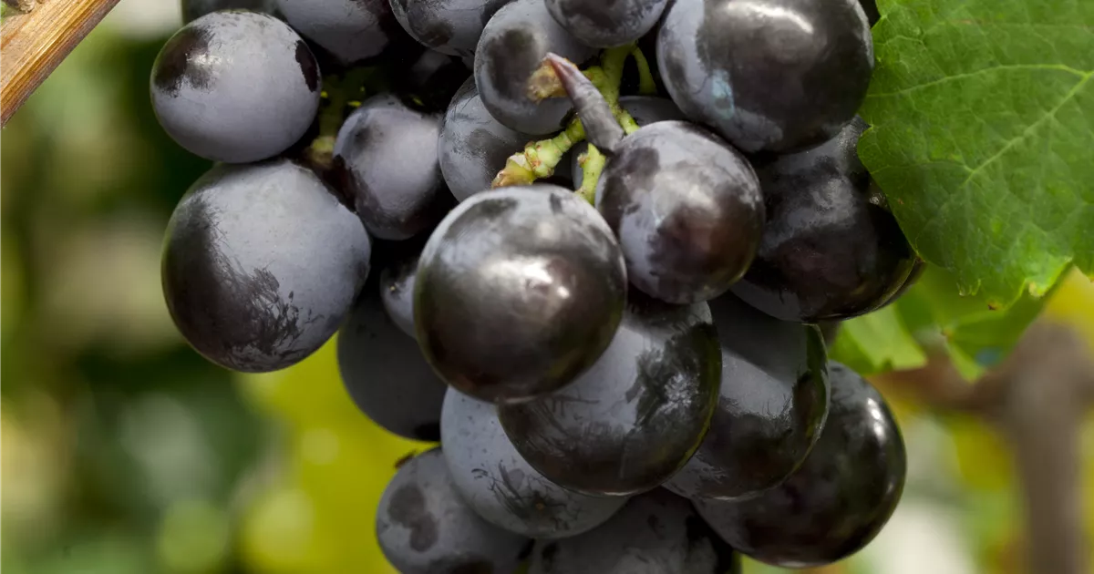 Vitis vinifera 'Centuri'