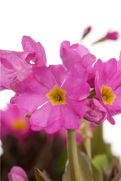 Planta De Primula Rosa