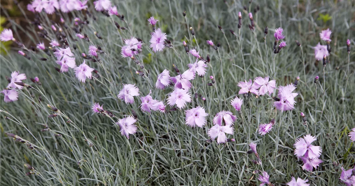 Dianthus gratianopolitanus